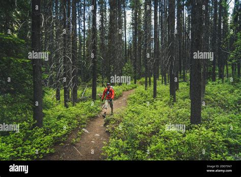 Backpacking Man Walking Through Green Evergreen Forest Stock Photo Alamy