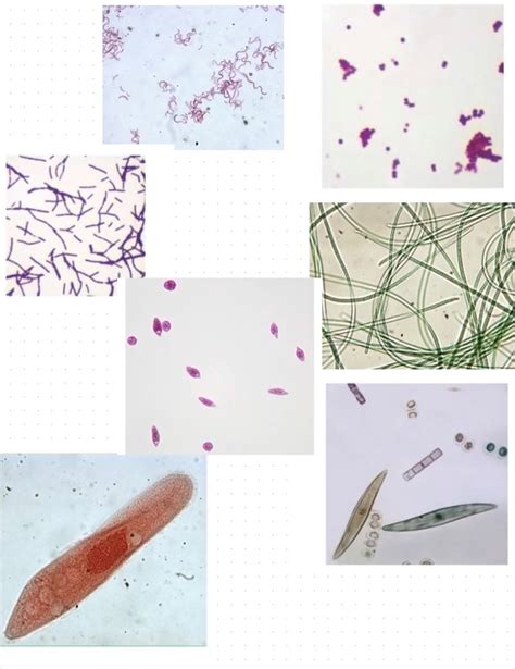 LAB PRACTICAL Diagram Quizlet