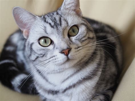 猫好き男性が選ぶ好きな猫種ランキングTOP10 第1位は雑種ミックス2024年最新調査結果1 5 ライフ