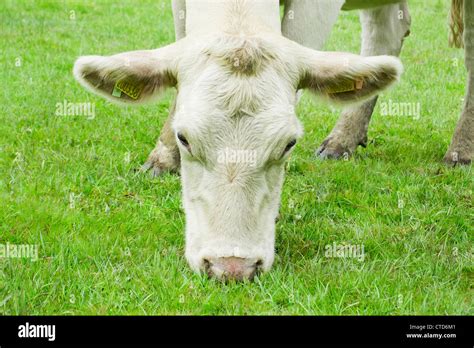 Cow Eating Grass Hi Res Stock Photography And Images Alamy