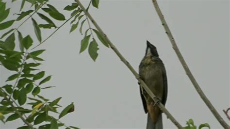 El Salvador Birds Julio Acosta on Twitter Dichoso está dice el