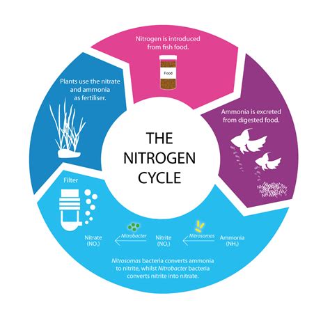 What Are The 4 Stages Of The Nitrogen Cycle At Carey Smyth Blog