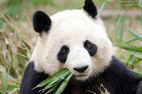 Sigue El Oso Panda En Peligro De Extinci N Datos Actualizados