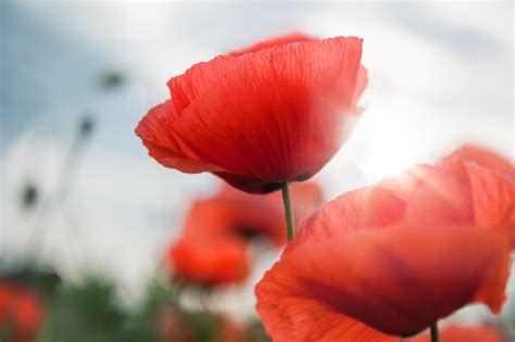 Vallmo Blomning Blomma Gratis foto på Pixabay Pixabay