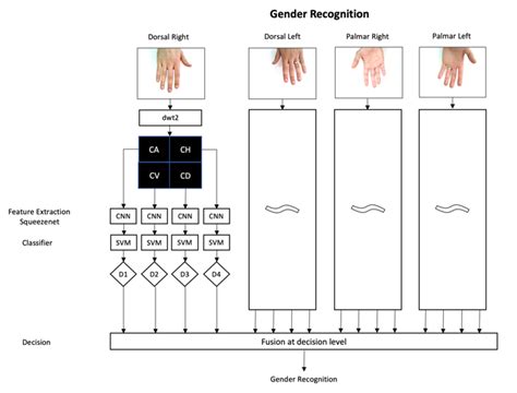 cwnn net a new convolution wavelet neural network for gender download scientific diagram
