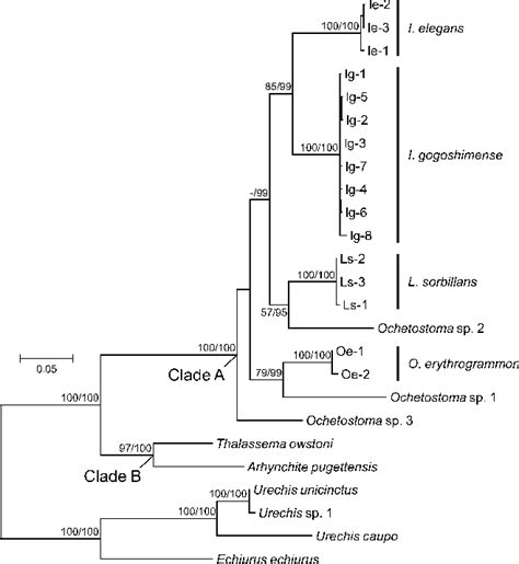 Maximum Likelihood ML Tree Based On Concatenated Sequences Of Nuclear
