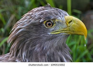 Im Genes De Seeadler Im Genes Fotos Y Vectores De Stock