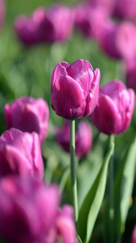 Beautiful Flower Iphone Wallpapers Top Free Beautiful Flower Iphone