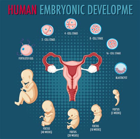 desarrollo embrionario humano en infografía humana 6199805 Vector en