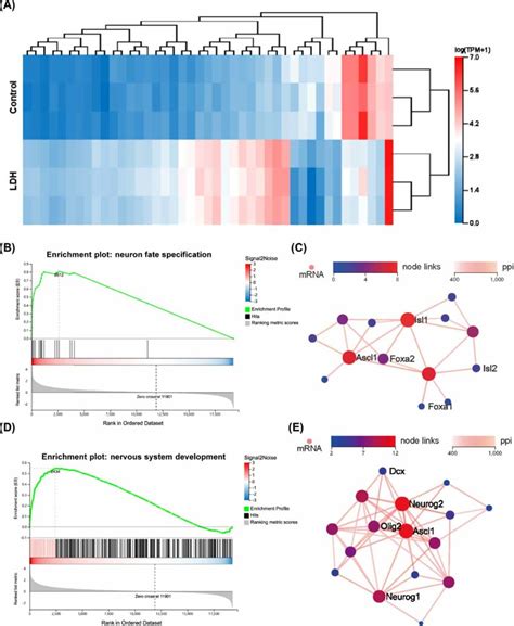 Transcriptome Analysis Of LDH Treatment A Heat Map Depicting The