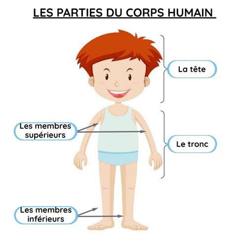 Le corps humain planches et manipulation Découverte du Monde