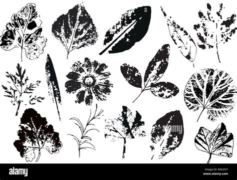 Vector Branches And Leaves Hand Drawn Floral Elements Stock Vector