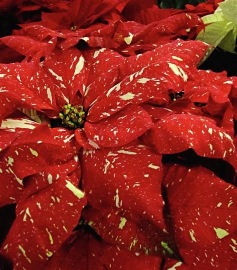 Red Glitter Poinsettia