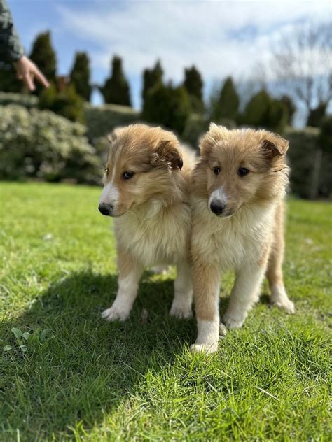 Szczeniaki Owczarek Szkocki Collie Daniszów OLX pl
