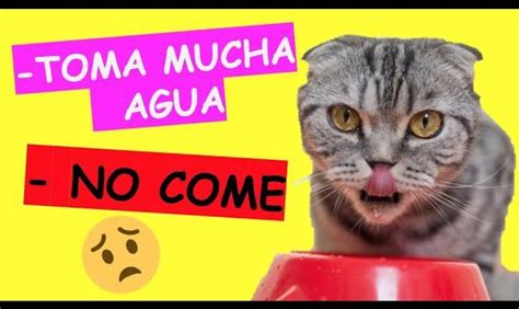 Mi Gato No Quiere Comer Solo Toma Agua Y Duerme El Perro La Mascota Ideal