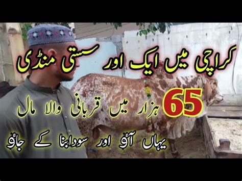 Karachi Cheapest Cow Mandi In Karachi Cow Mandi 2023 Bakra Eid