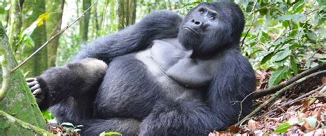 Gorilla And Chimpanzee Trekking Rwanda 4 Day Safari Tour