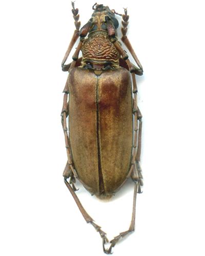 Cerambycoidea Forum Laos Neoplocaederus Obesus