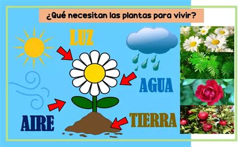 P Ster Qu Necesitan Las Plantas Para Vivir Profe Social
