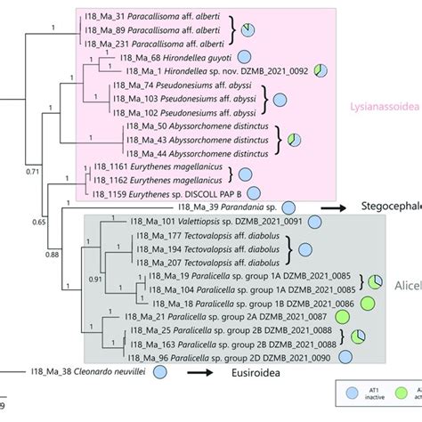 bayesian inference tree construction on the concatenate three gene download scientific