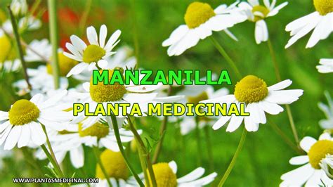 La Manzanilla Propiedades Y Beneficios Medicinales YouTube