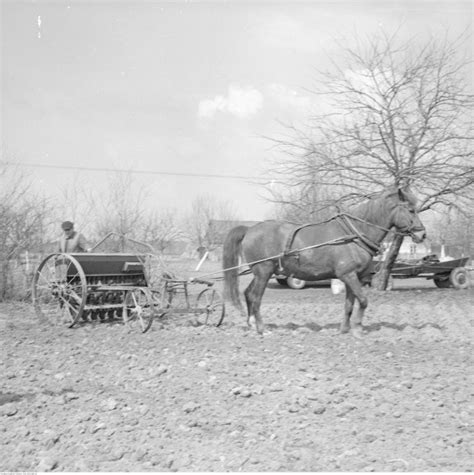Wiosenne prace polowe w okolicach Puław w marcu 1970 r Rolnik sieje