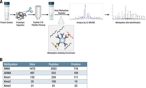 ap lc ms ms method and experimental results in hct116 cells a download scientific diagram