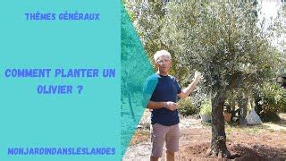 Planter Un Palmier En Pleine Terre Doovi