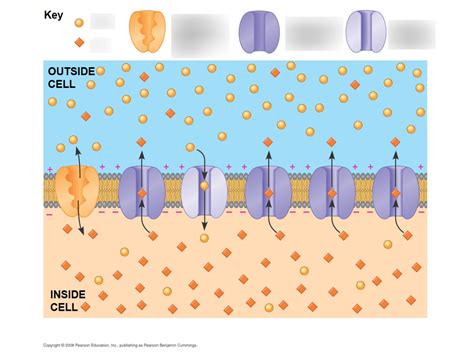 Label The Following Diagram Sodium Potassium Pump Cell Membr