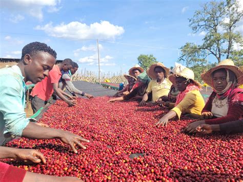 Ethiopia S Diverse Coffee Geography Mercanta
