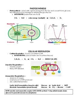 Photosynthesis And Cellular Respiration Cheat Sheet Biology Eoc
