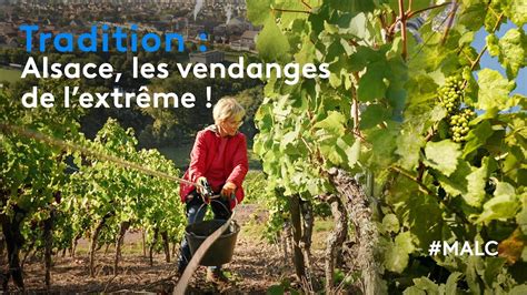 Tradition Alsace les vendanges de l extrême YouTube