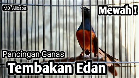 MASTERAN MURAI BATU FULL ISIAN TEMBAKAN CILILIN KENARI KAPAS TEMBAK