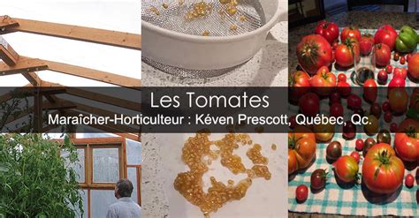 Cultiver des Tomates Guide de Culture de la Semence à la Récolte