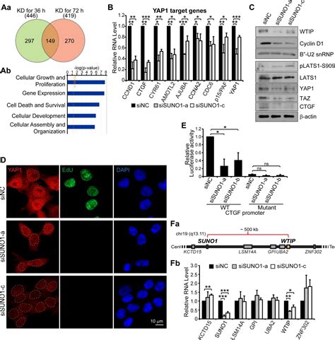The S Phase Induced LncRNA SUNO1 Promotes Cell Proliferation By