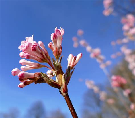 Fotos gratis árbol naturaleza rama cielo blanco hoja pétalo