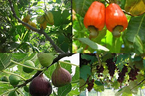 Los mejores árboles frutales exóticos los encuentra en Vivero El Artesano