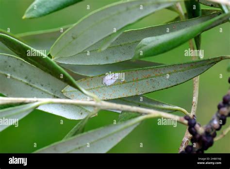 Long Tailed Mealybug Pseudococcus Longispinus On An Olive Leaf White