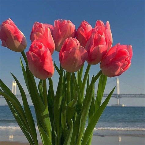 Flowers On Twitter Flower Aesthetic Pretty Flowers Beautiful Flowers