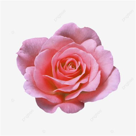 Pink Rose Flower Clipart Rose Clipart Flower Png Transparent Clipart