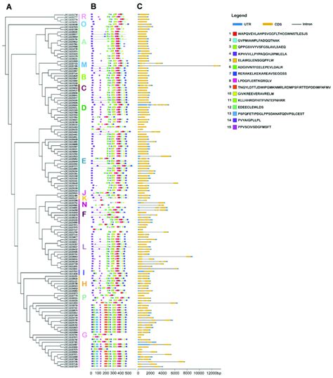 Conserved Motifs And Gene Structure Among PgUGTs A The Phylogenetic