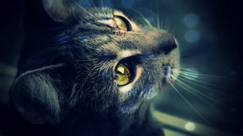 Voici Comment Les Chats Voient Dans Le Noir Tout Savoir Sur Leur Vue
