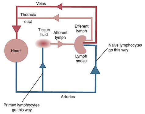 Lecture Cells And Tissues Of The Immune System Flashcards Quizlet