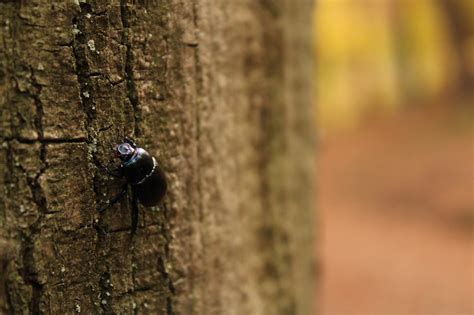 Skalbagge Insekt Bark Gratis foto på Pixabay Pixabay