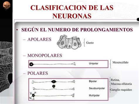 Sistema Nervioso Periférico Autonomo Histología y Embriología del