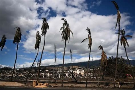 La Jornada Incendios Forestales En Hawai La Mayor Tragedia Por