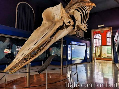 Museo Civico Di Storia Naturale Di Milano Italia Con I Bimbi