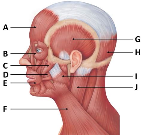 Head And Neck Muscle Diagram 2 3 2 Major Muscles Diagram Head And