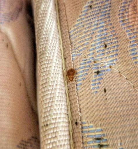 Comment Identifier Une Infestation De Punaises De Lit The Best Porn