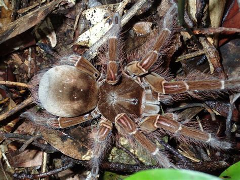 Goliath Tarantula Theraphosa Blondi